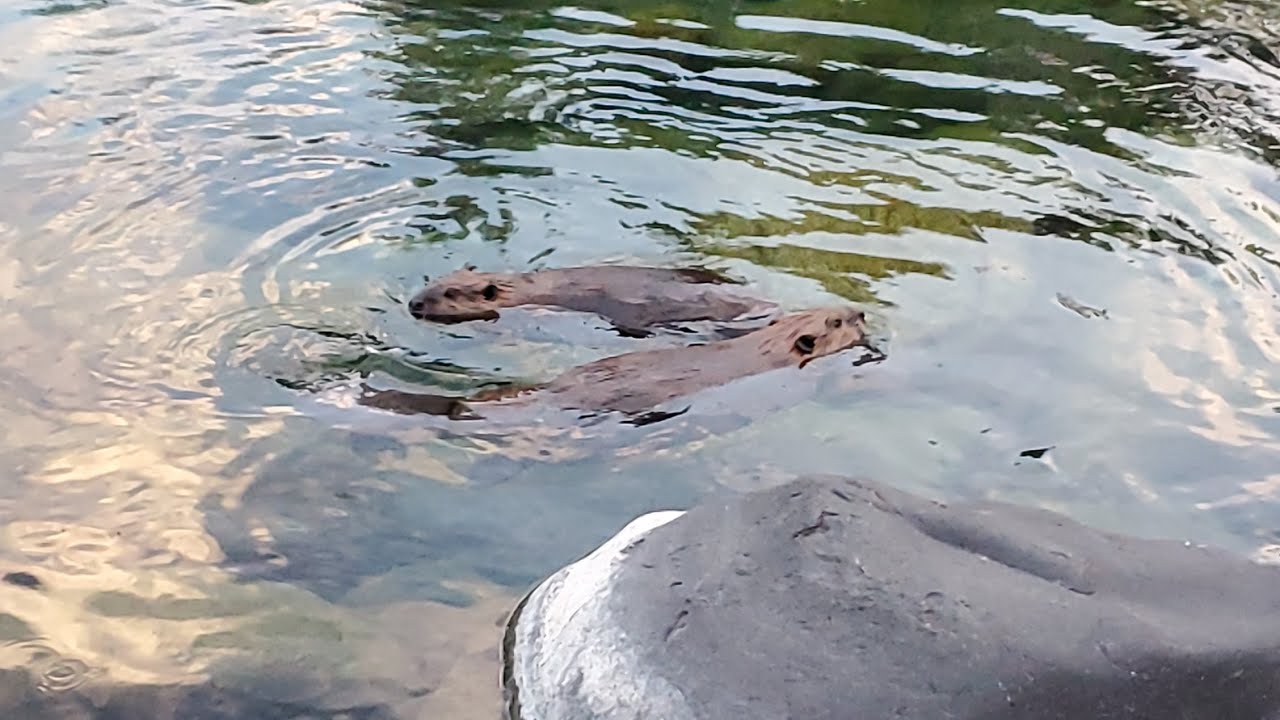 2 BEAVERS - The Spokane River - YouTube