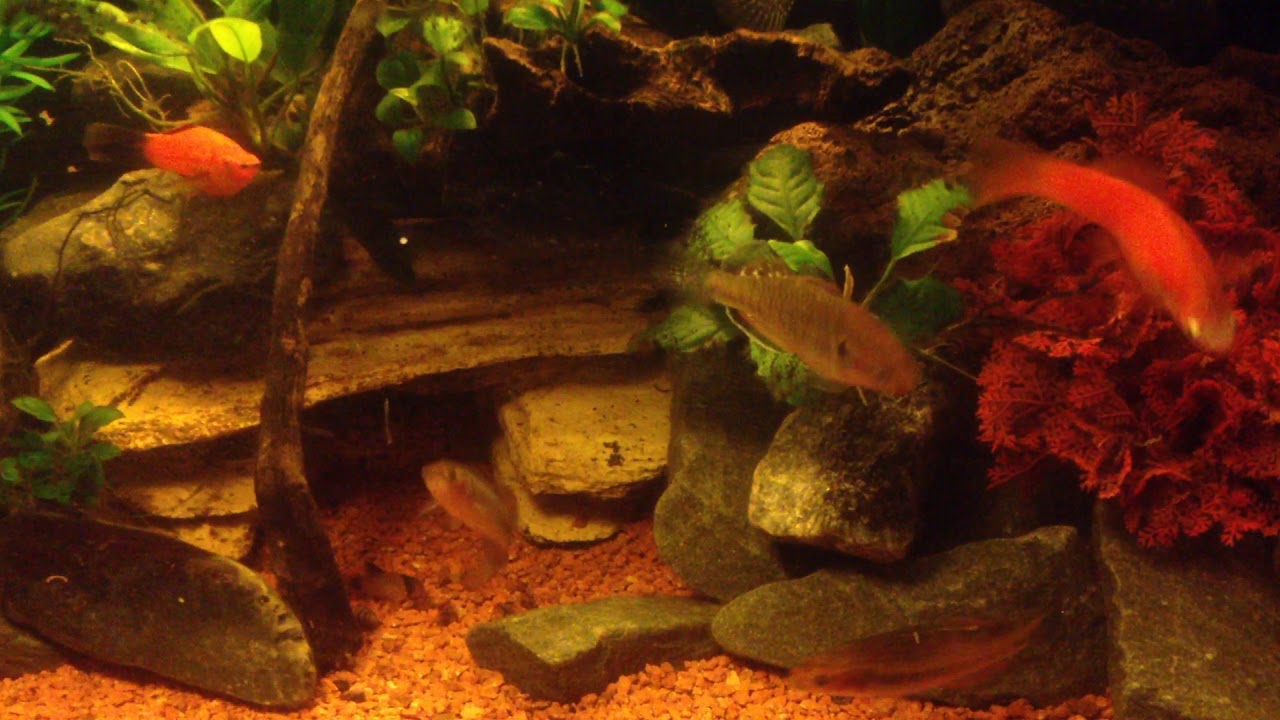 My Empire gudgeons (Hypseleotris compressa), part 2 - YouTube