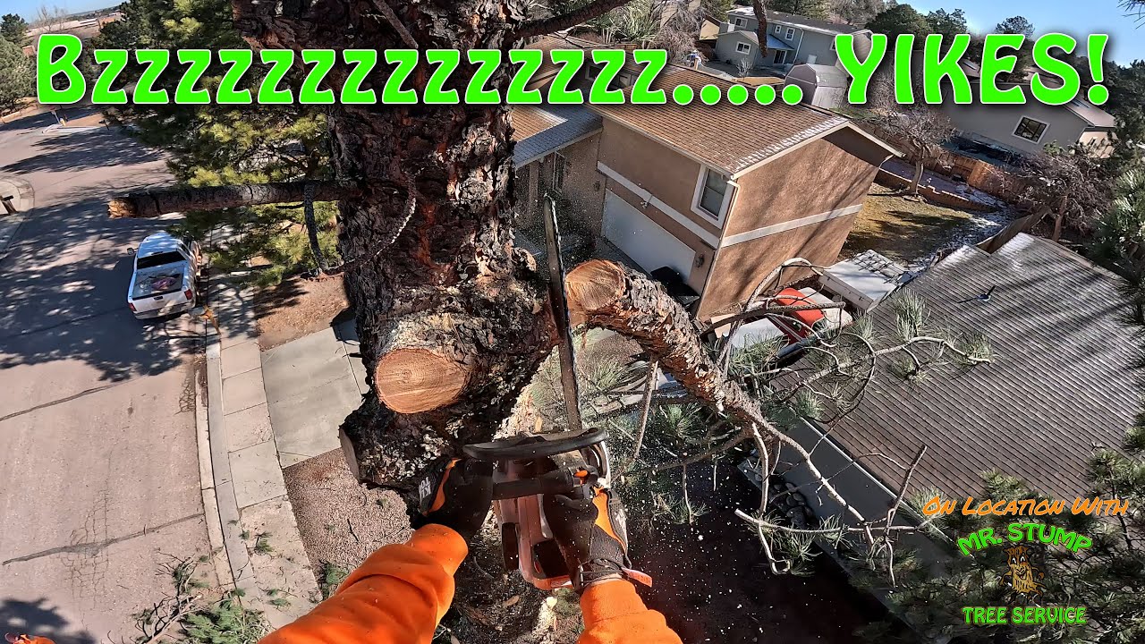 Mr Stump On Location in Colorado Springs removing 2 Pine Trees # ...
