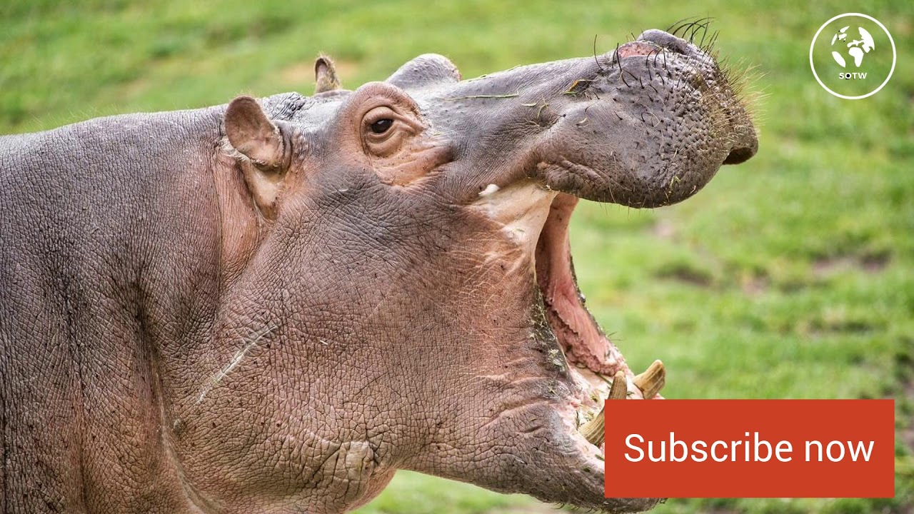 Hippo Sound Effect Free - YouTube