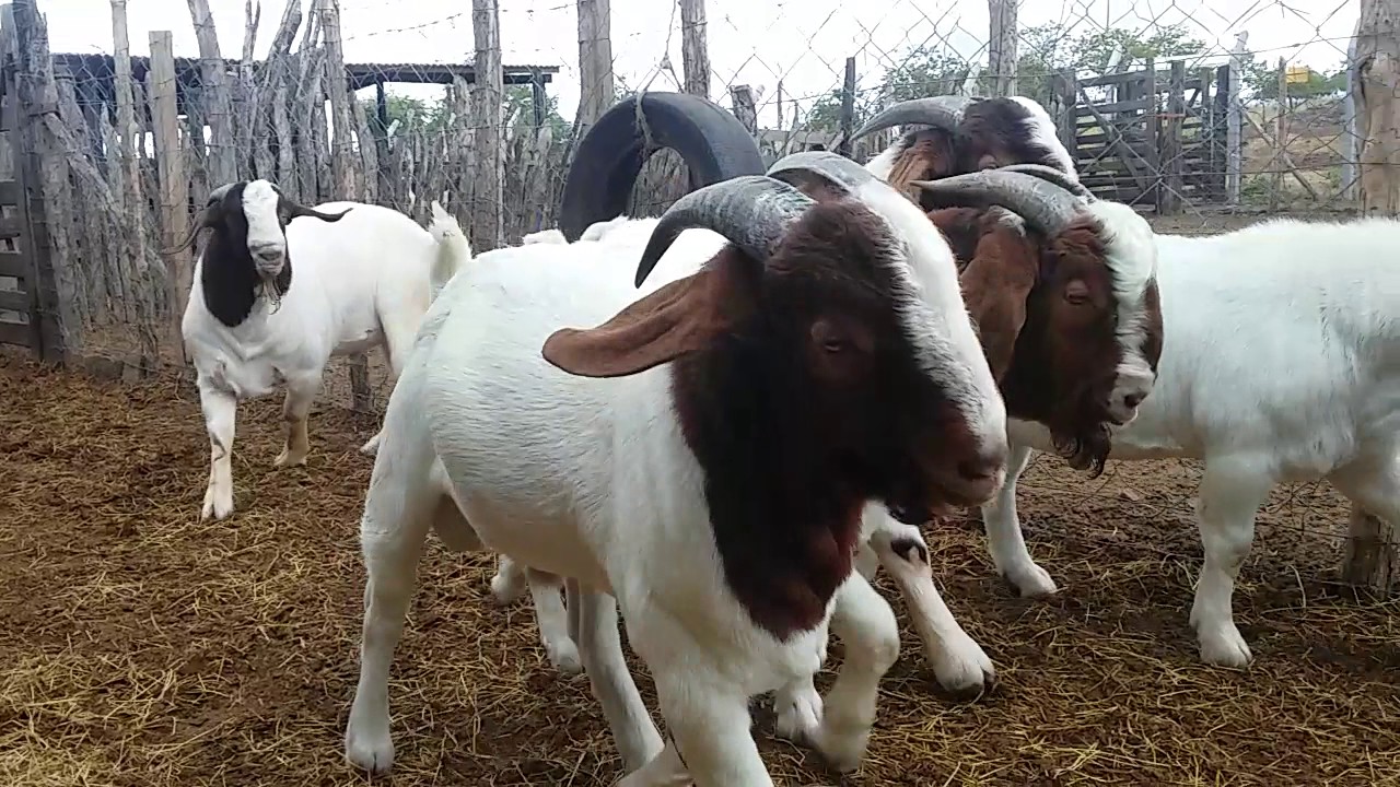 Boer bodes da Estância Vale Encantado - YouTube