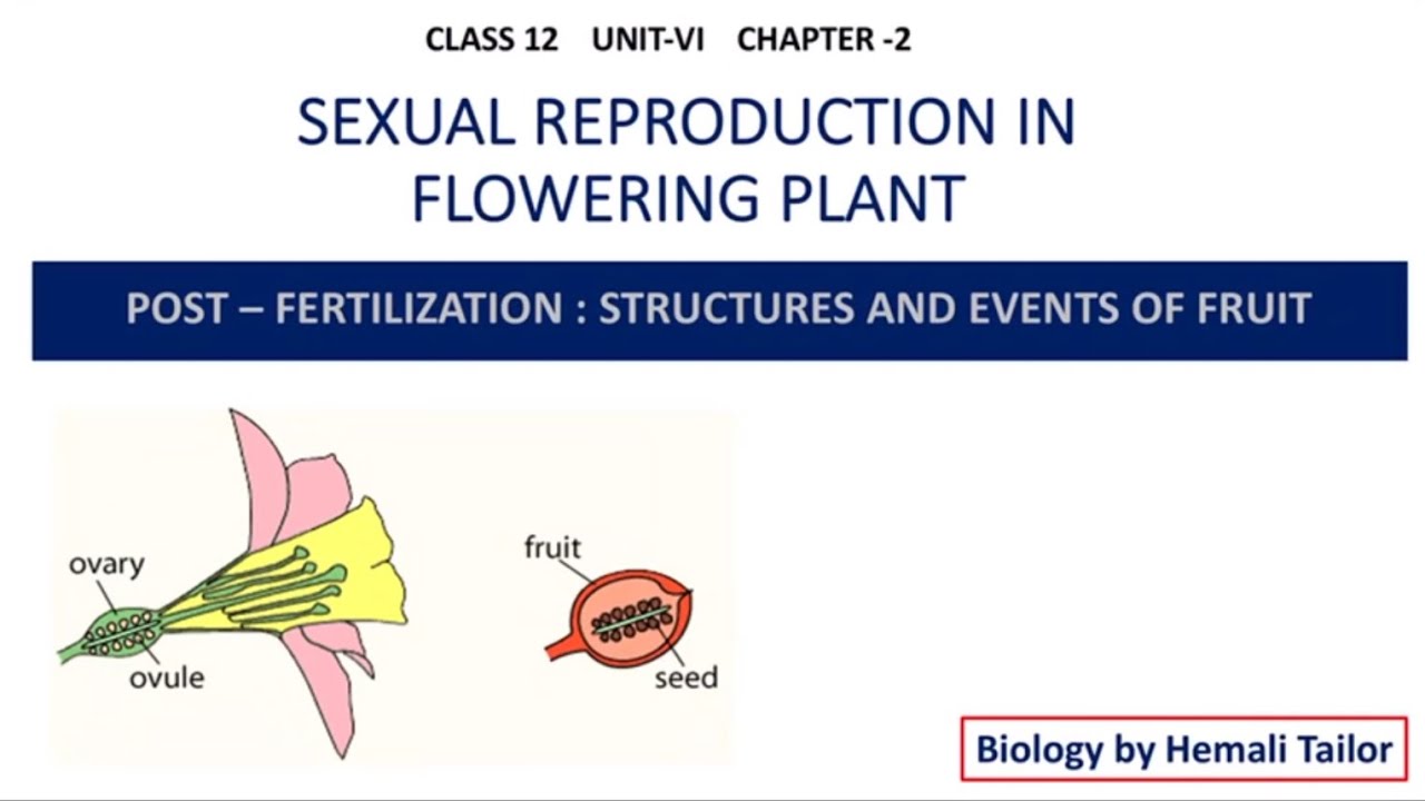class-12-neet-post-fertilization-structure-and-events-of-fruit