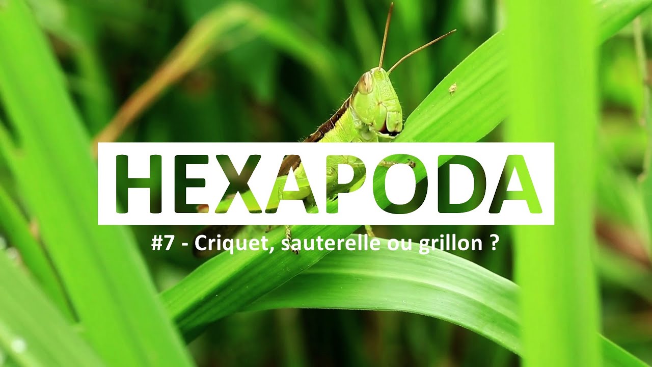 HEXAPODA #7 - Criquet, sauterelle ou grillon ? ⭐️ - YouTube