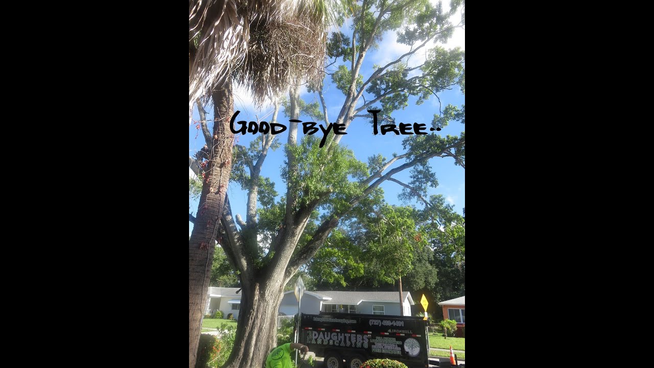 Goodbye Tree - We had two (2) of our big trees removed by 2 Daughters ...