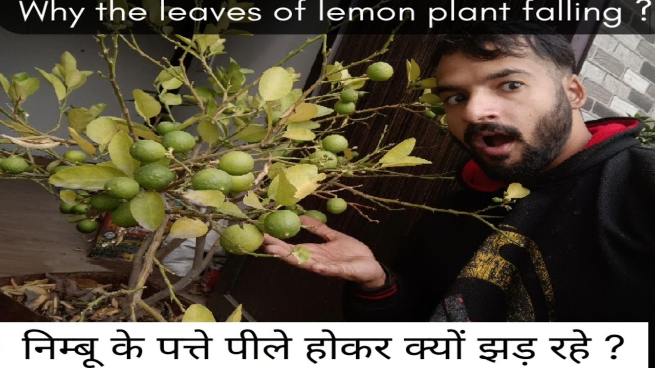 Yellowing leaves on lemon tree and falling leaves| Lemon tree yellow ...