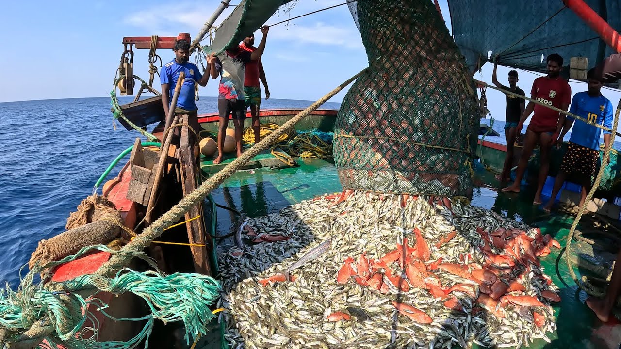 Big Fish Catch Fishing in The Sea | Net Fishing in The Sea | @FISH_TV ...