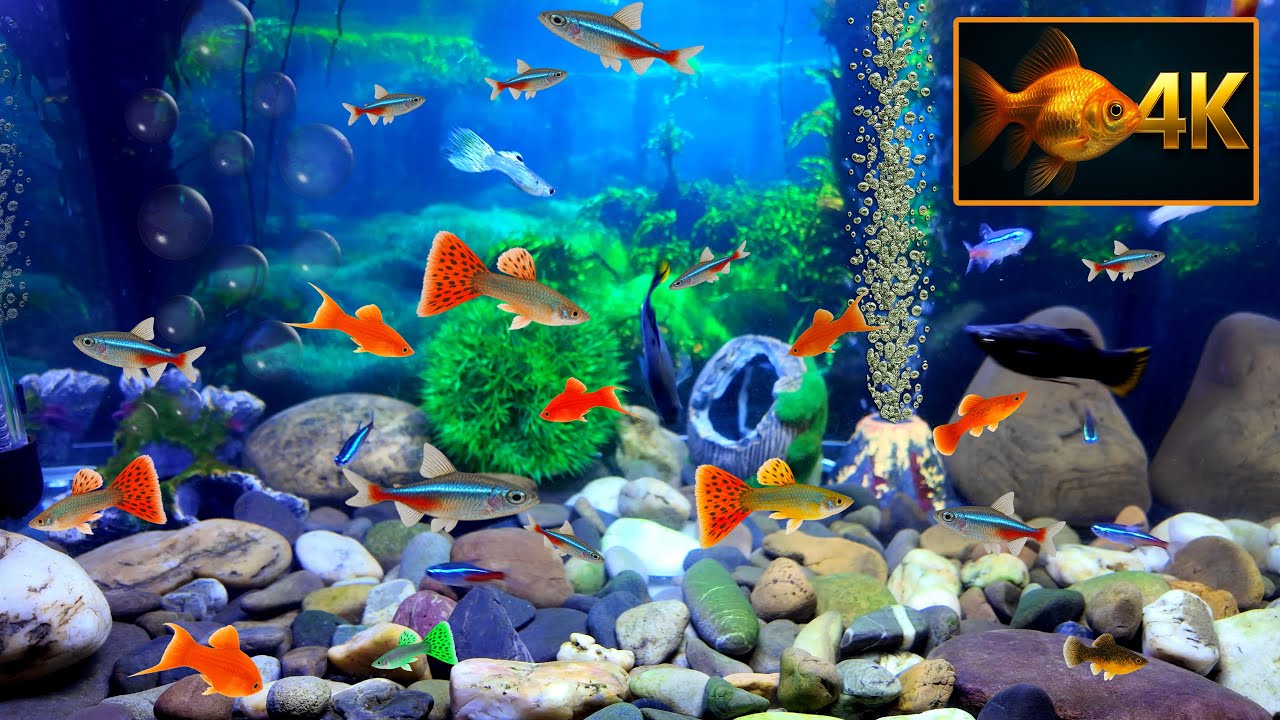 Cat TV Fish Tank | Aquarium for Cats to Watch (4K HDR, No Music) tv for ...