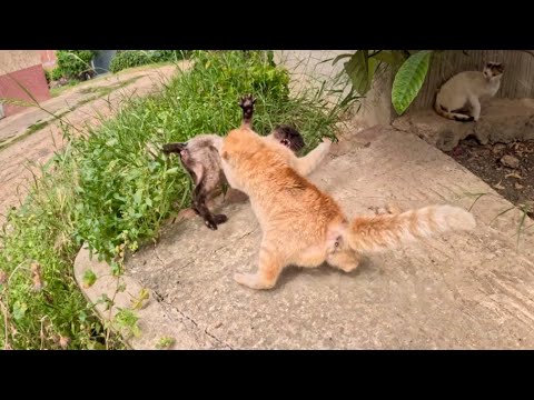 The angriest ginger cat attacks all the cats except her kittens, which have grown up. - YouTube