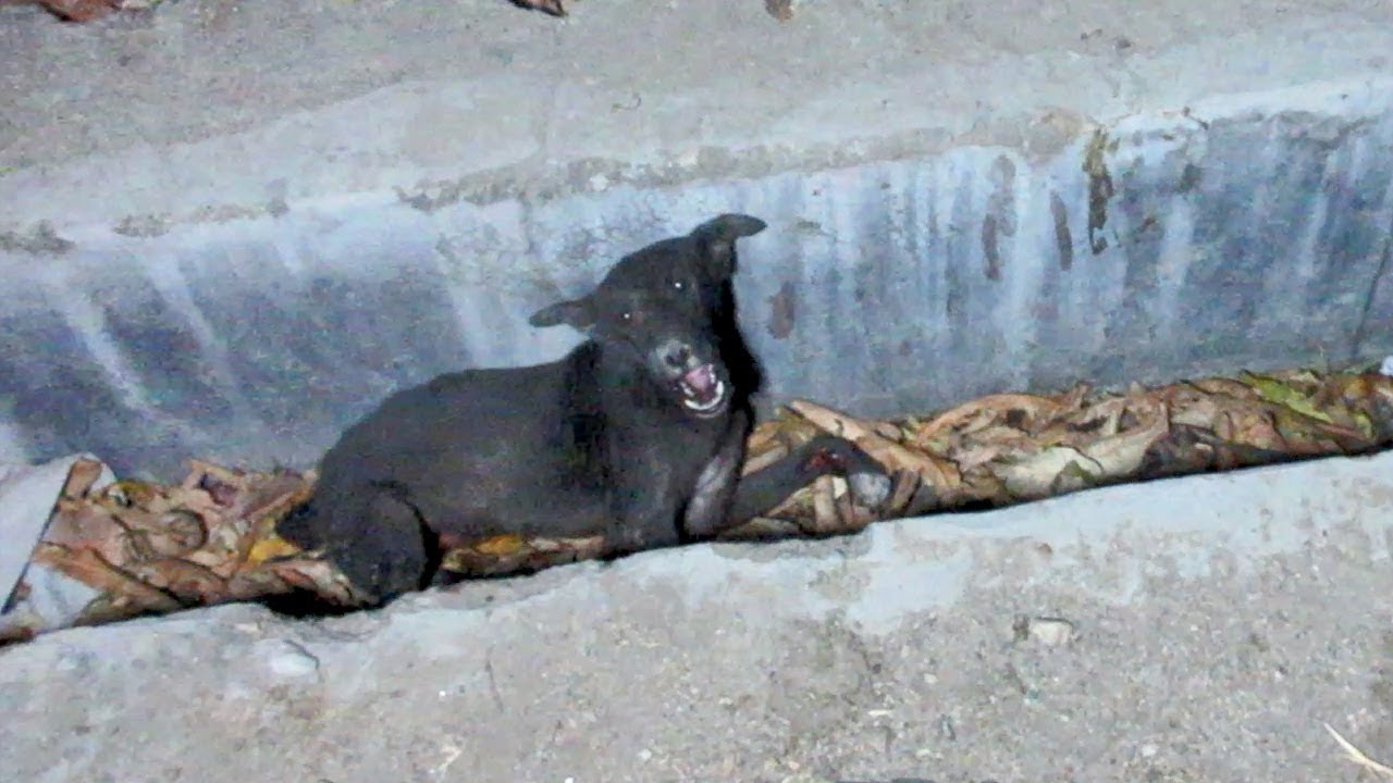 His terror turned into trust: wounded puppy rescued. - YouTube