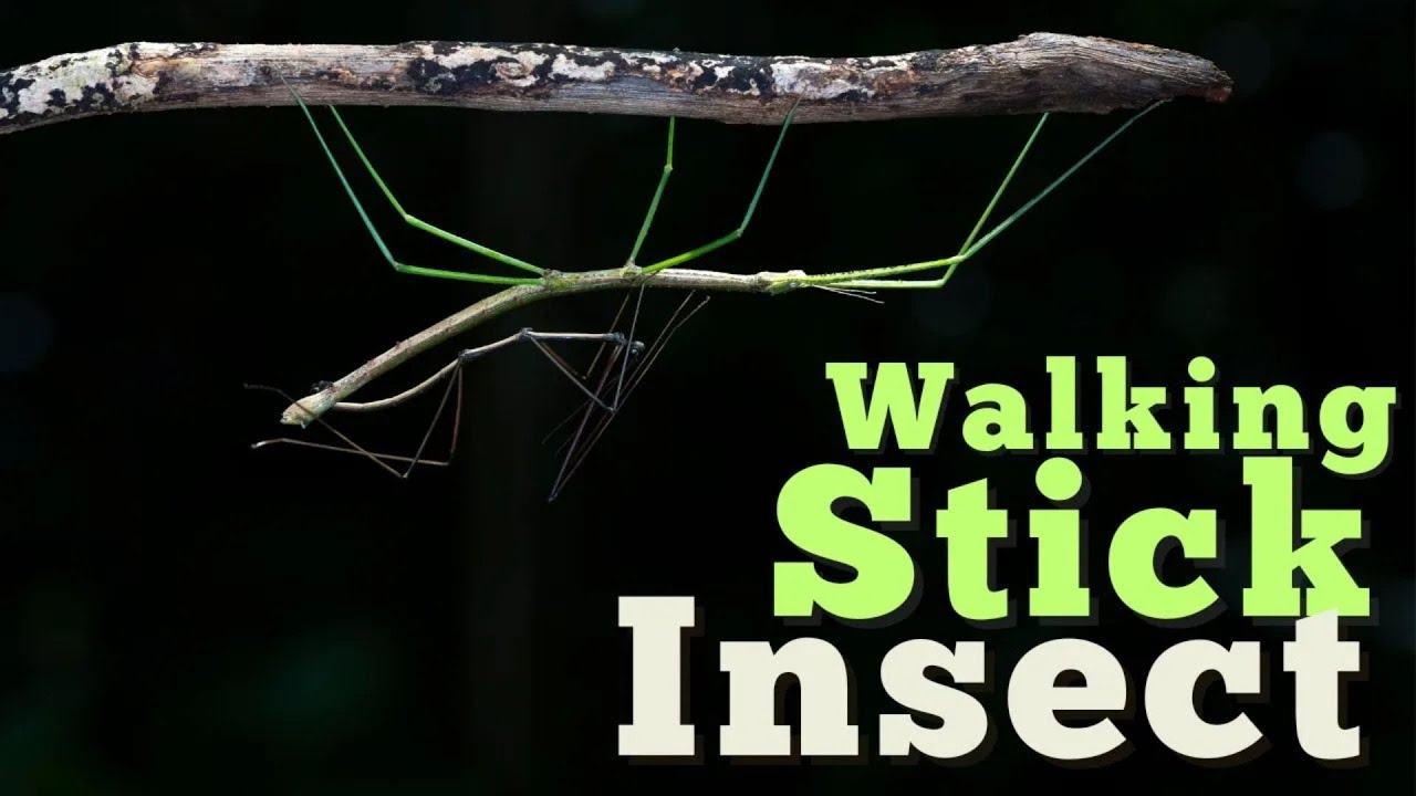 Walking Sticks The World of Insects that Look Like Plants! - YouTube