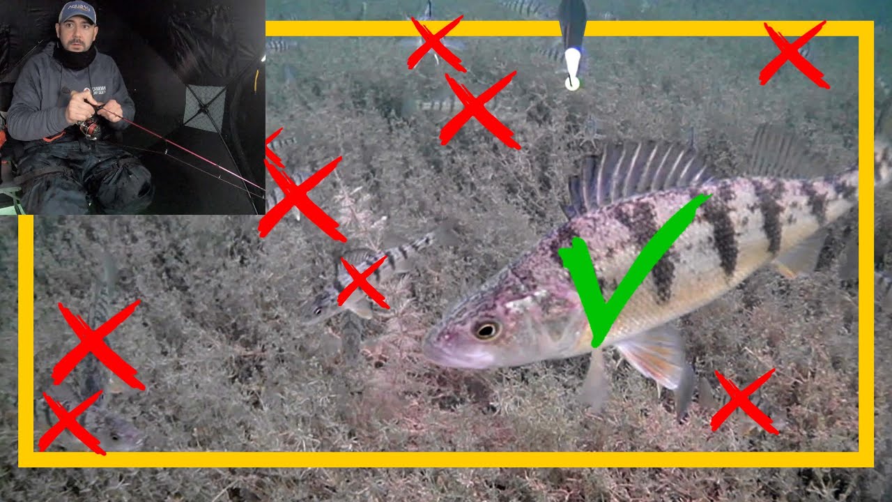 Catching Bigger Perch With an Underwater Camera - YouTube