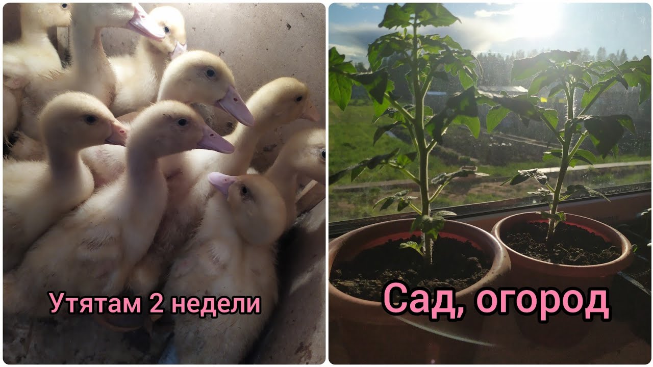 Наши утята черри велли Утятам 2 недели Наш дом Жизнь за городом