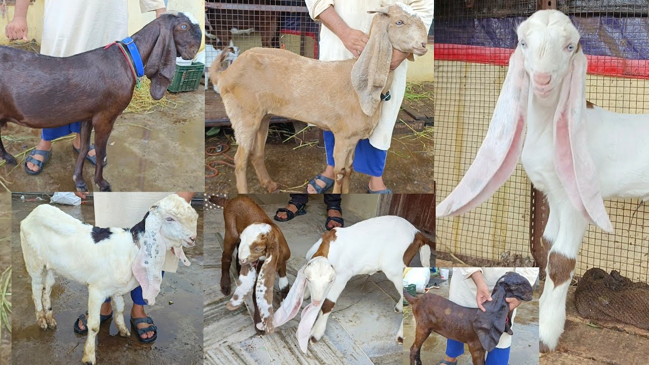 HYDERABADi Goat kids breedline male female Gulabi quality in Hyderabad ...