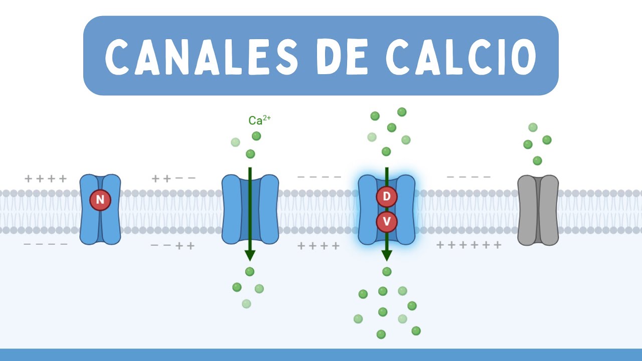 CANALES DE CALCIO: Agonistas y Antagonistas | Farmacología - YouTube