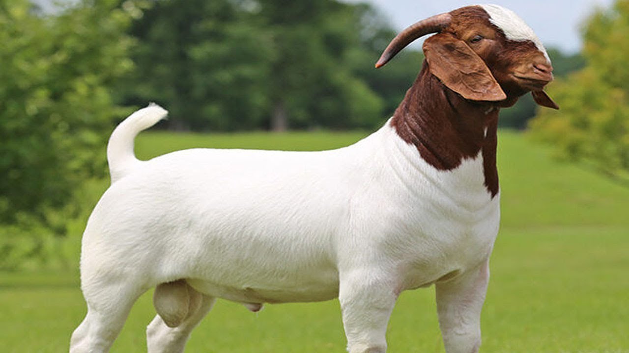 Chinoti Bakri Farming Gojri Goat Farming||Chinioti Goat Cross Bred With ...