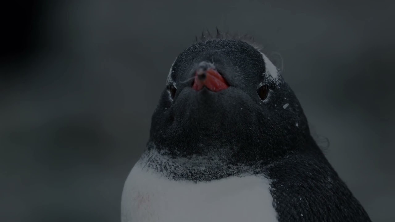 Penguins Vs Ducks Trailer - YouTube