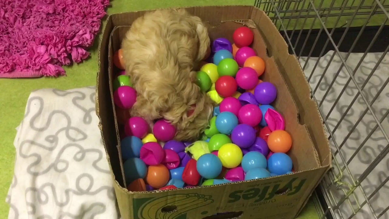 Izzy fun! - YouTube