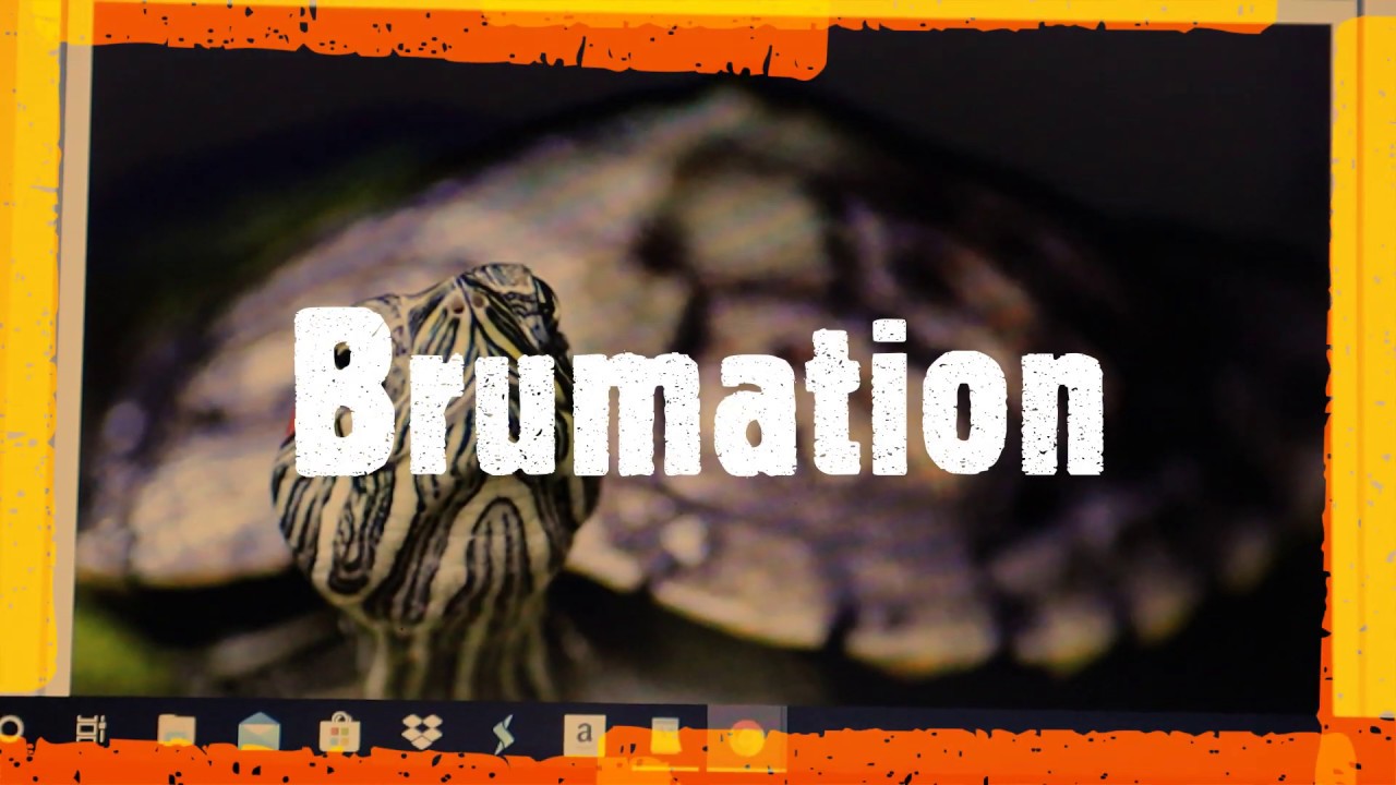 Dead Turtle ? Or, Brumation. - YouTube