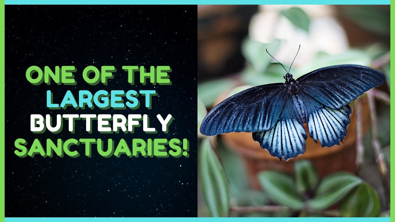 🦋 One Of The Largest Butterfly Sanctuaries!🦋┃8 Bolivia Facts - YouTube