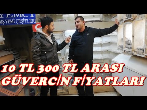 ANKARA GÜVERCİN FİYATLARI NE KADAR ÖZGÜR KARDEŞİMİZİ ZİYARET ETTİM