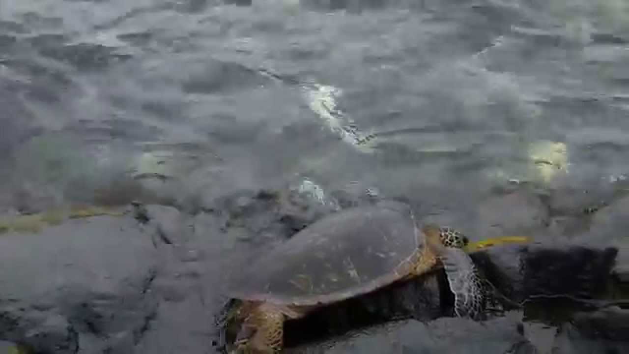 Green Sea Turtles eating on Algae at the Beach 3 - YouTube