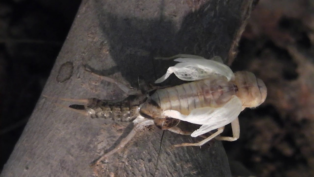 Cricket shedding - YouTube