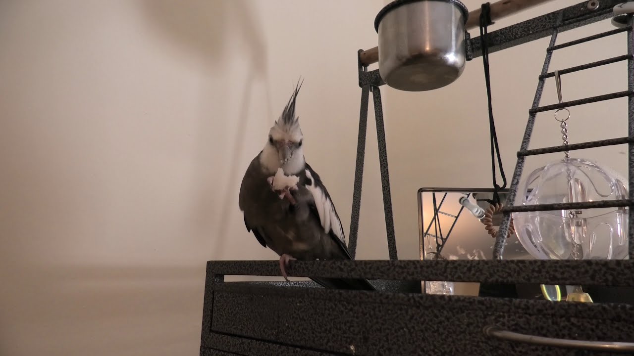 Funny Cockatiel Compilation #10 - YouTube