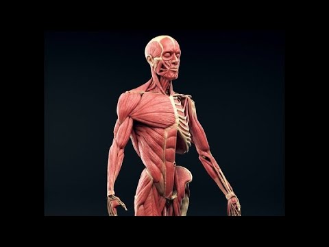 Rus dili dərsləri. Bədən üzvləri. Части тела. Тела
