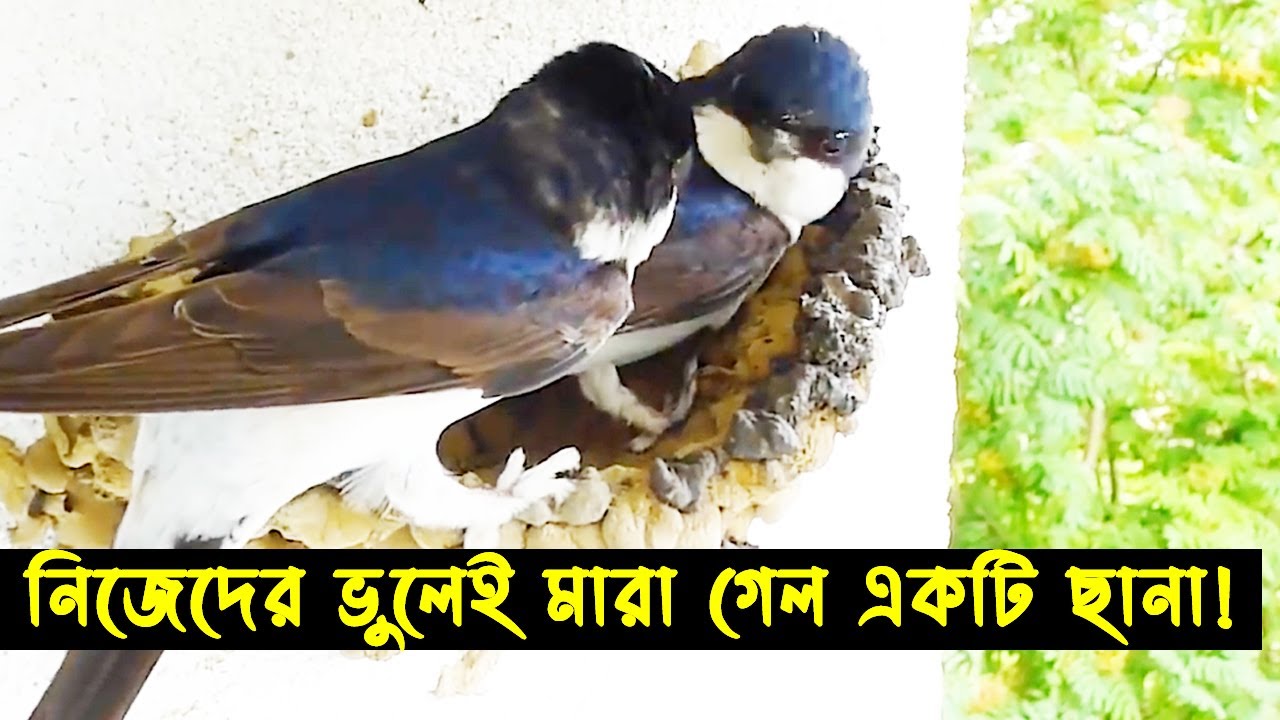শ্যালো পাখির জীবন কাহিনী | Bird Story- 20| The Life Story Of Swallow ...