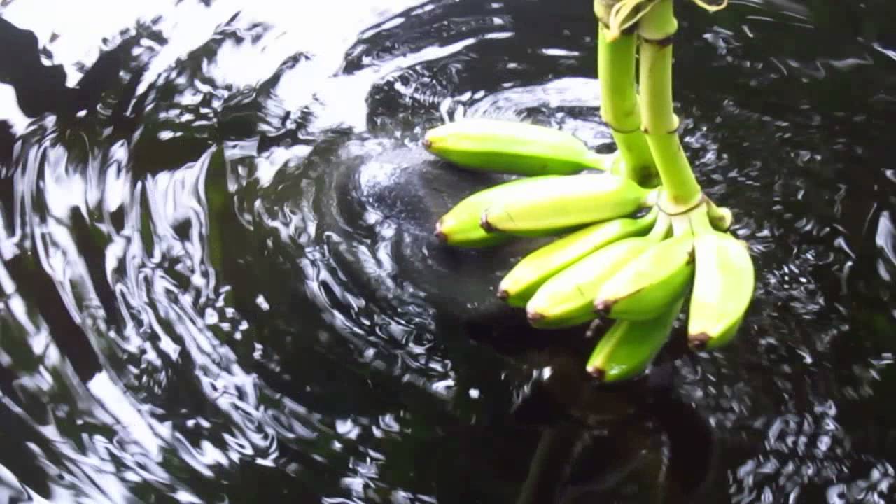 manati comiendo - YouTube