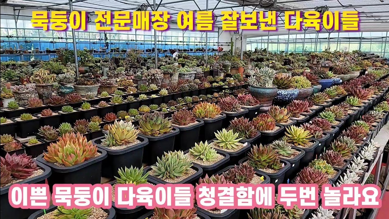 추억의 기찻길따라 철길다육 이쁜아가들 깔끔하게 정리된 다육이매장 묵둥이 국민이 창 다육이 수제화분 Youtube