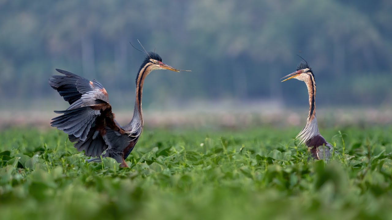 Birding at Punchakkari Wetlands in Trivandrum Kerala - YouTube