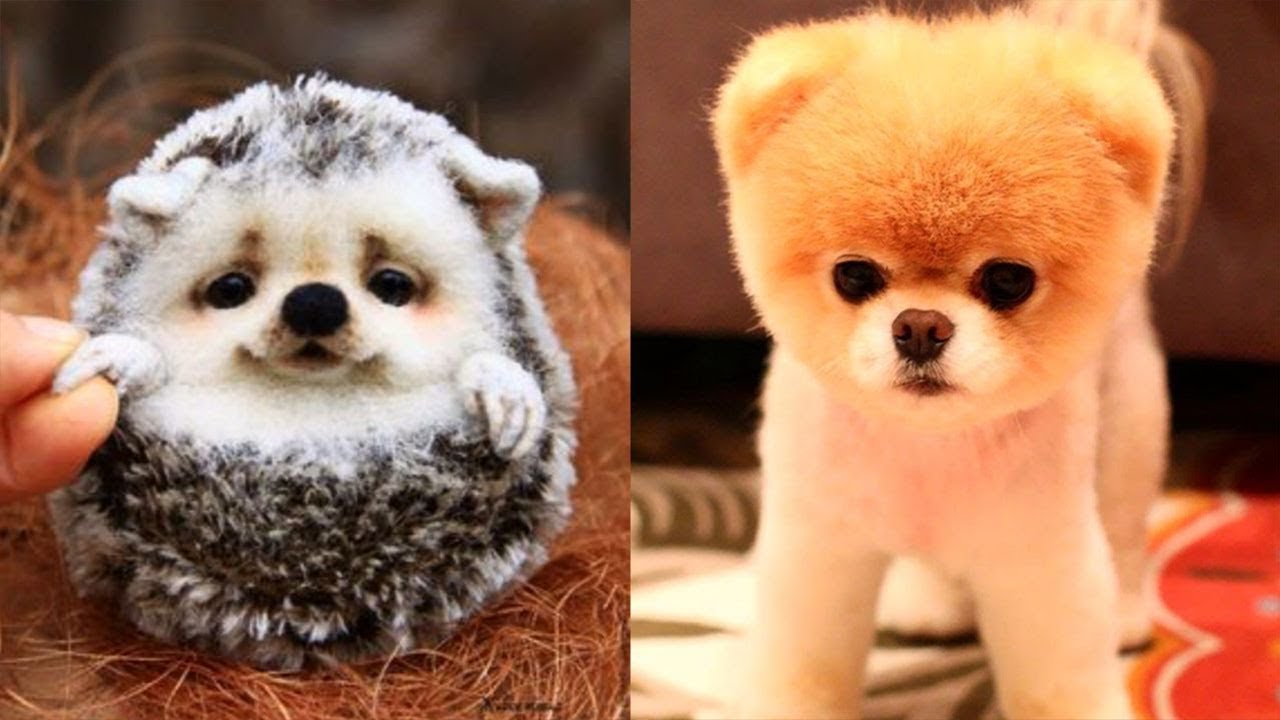 Cute show可爱秀-Cute Pets Collection可爱动物合集. - YouTube