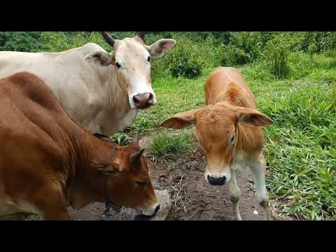 hnub no wb mu saib nyuj o - YouTube