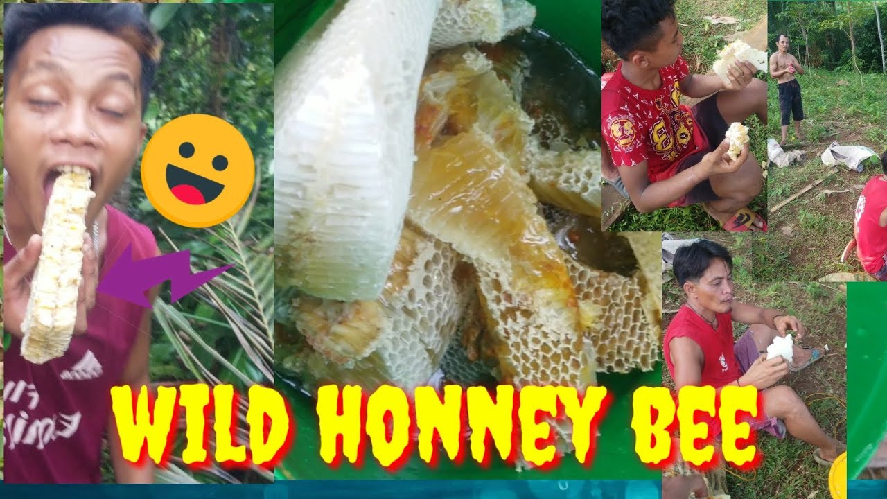 Pamuhag sa potyukan(wild honney bee) - YouTube
