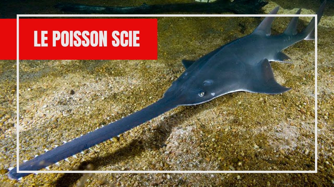 Le poisson scie, véritable cauchemar pour les requins - YouTube