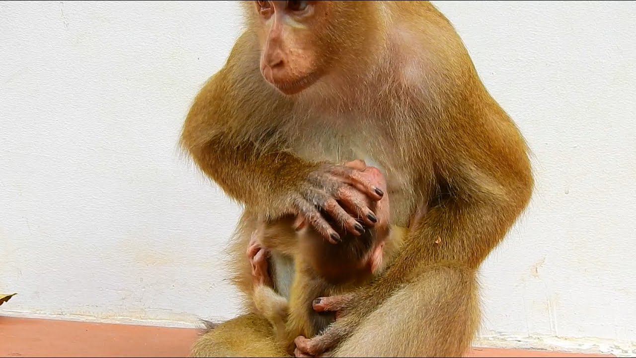 Unbelievable Mummy Did This…Newborn Baby Monkey Lucie Got Hungry. - YouTube