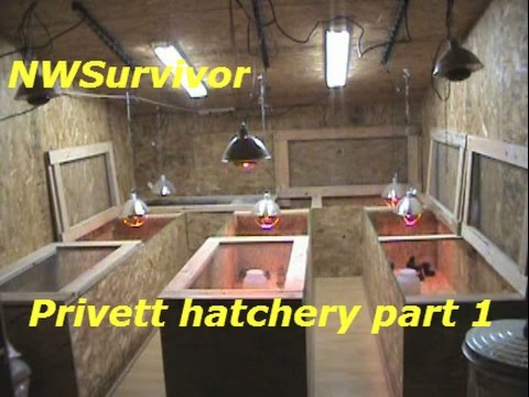Baby Chicks From Privett Hatchery 1 week old 2016 - YouTube