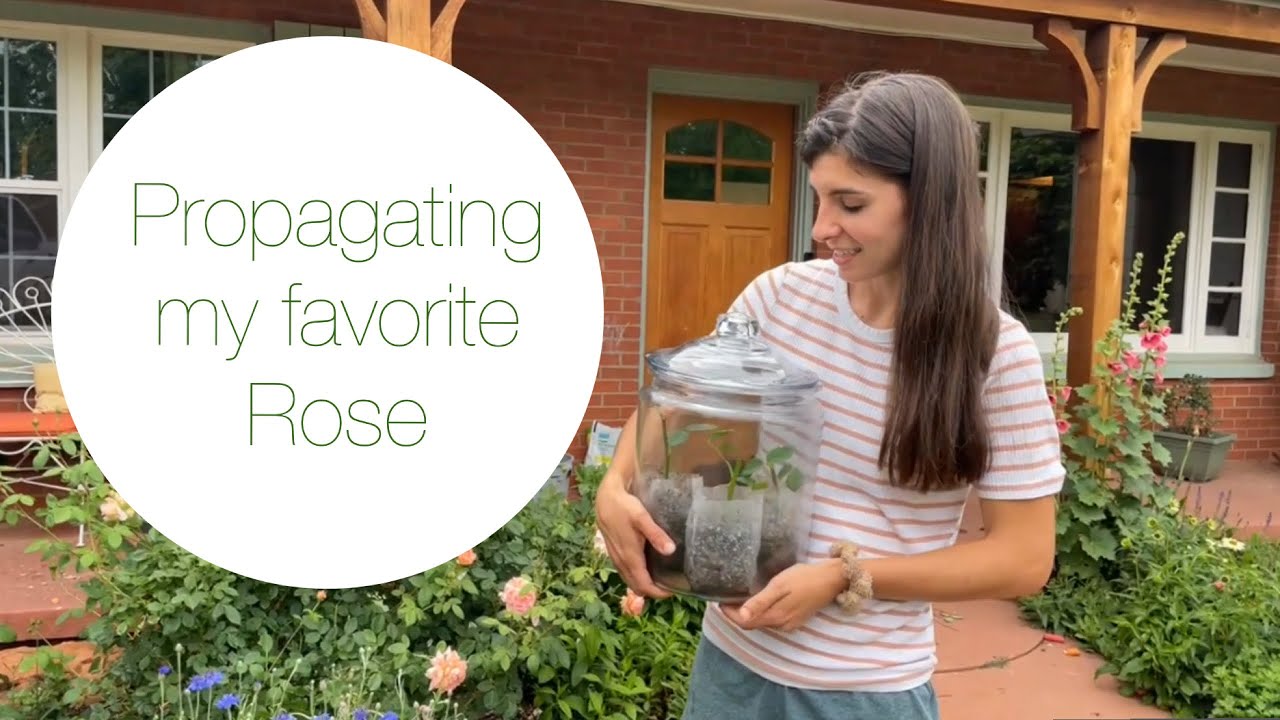 Rose Propagation Cookie Jar Method w/ 3 week update - YouTube