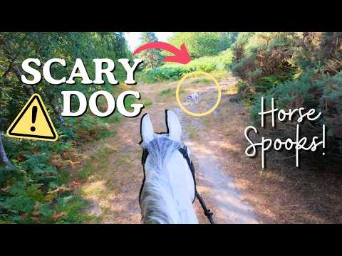 Perro suelto asusta a mi caballo, cabalgata en primera persona (POV) - This Esme