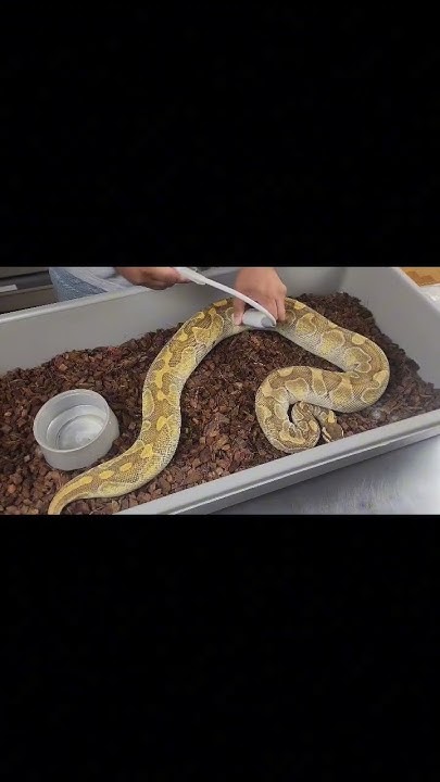 how to ultrasound your ball python for follicles in 4 easy steps! # ...