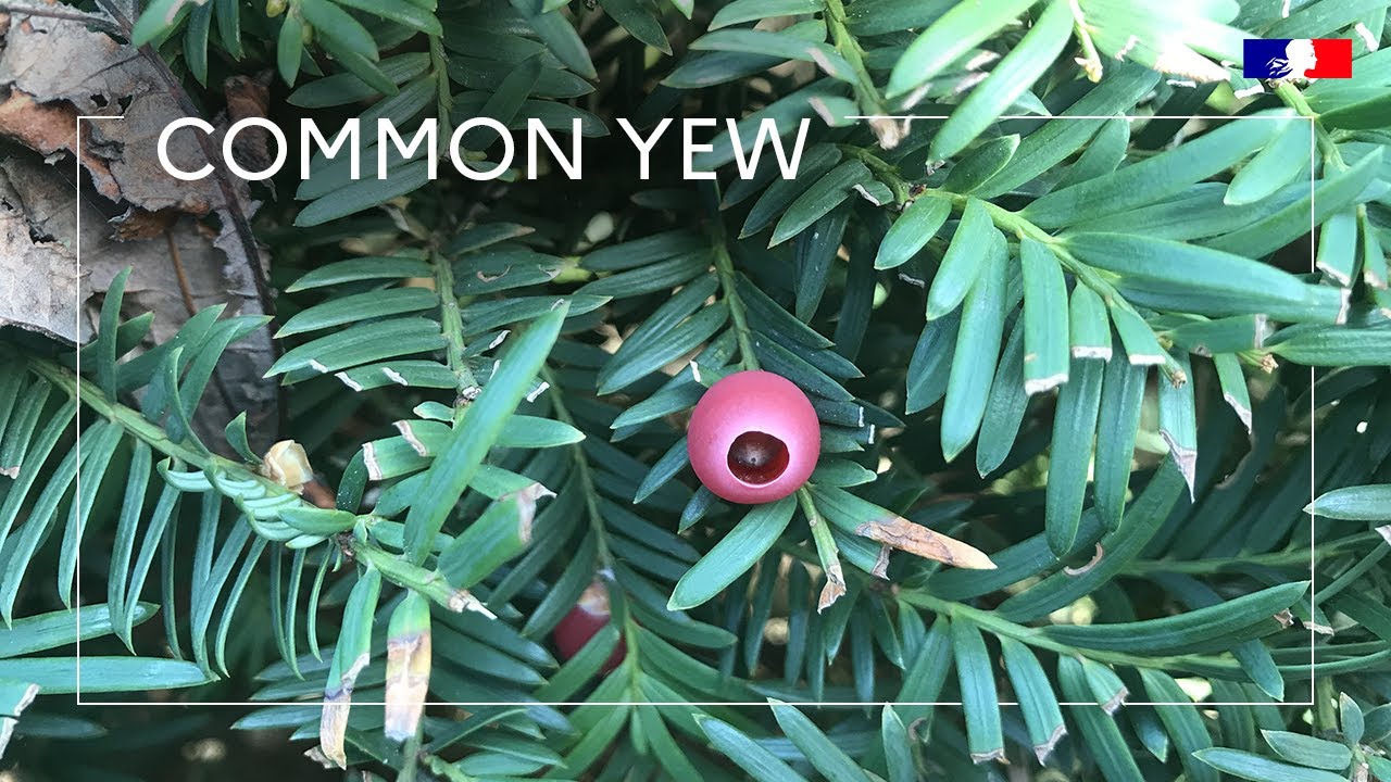 Common yew: a deadly plant, even in small doses - YouTube