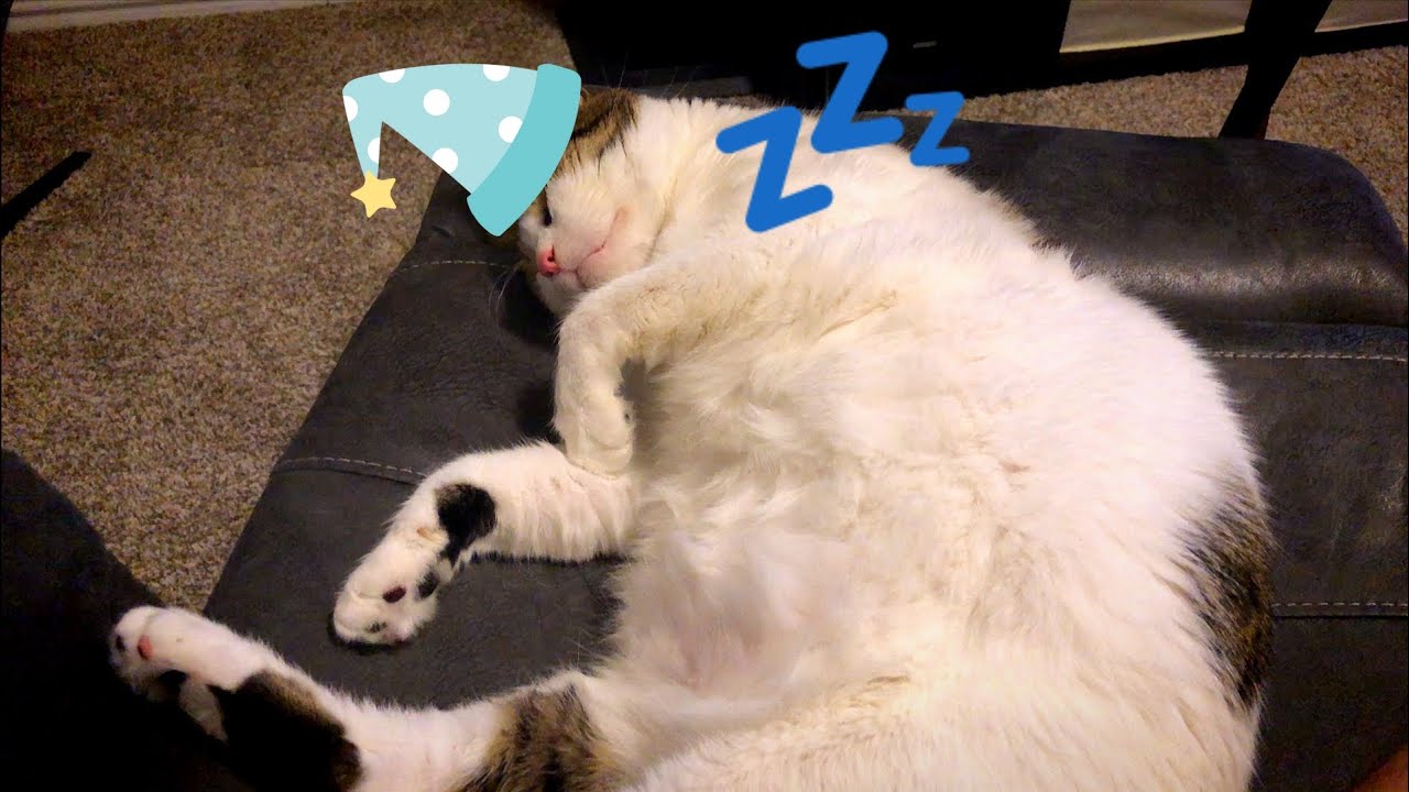 So Sleepy... - YouTube