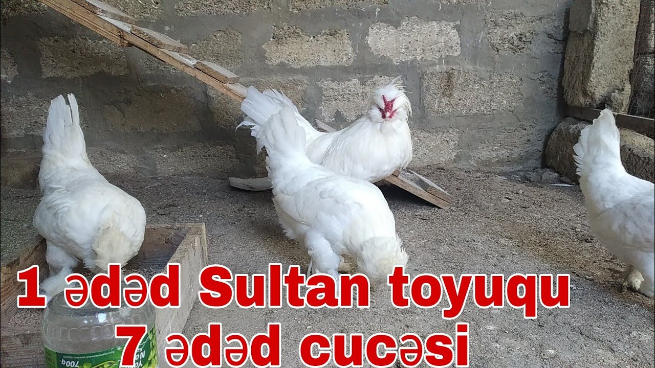 SULTAN TOYUQ CÜCƏLƏRİ. - YouTube