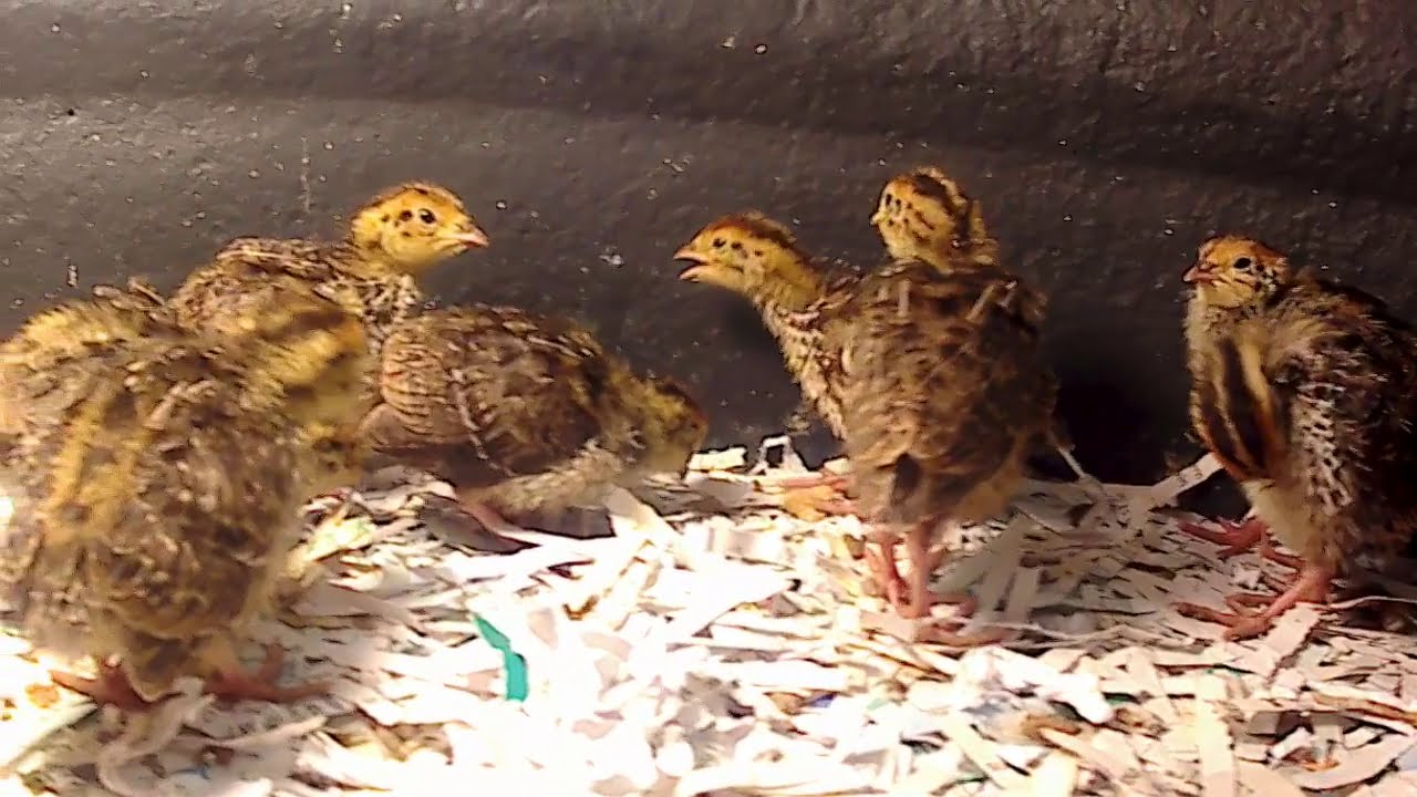 Giant jumbo quail - YouTube