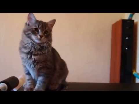 Available Traditional Siberian kitten Diamant a 24 at the cattery SibirushkaKrasa