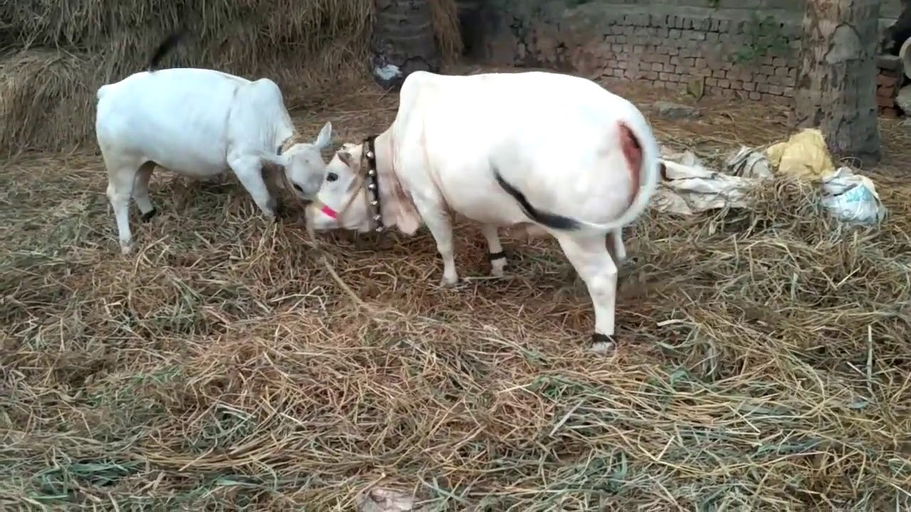 PUNGANUR COW AND CALF PLAYING - YouTube