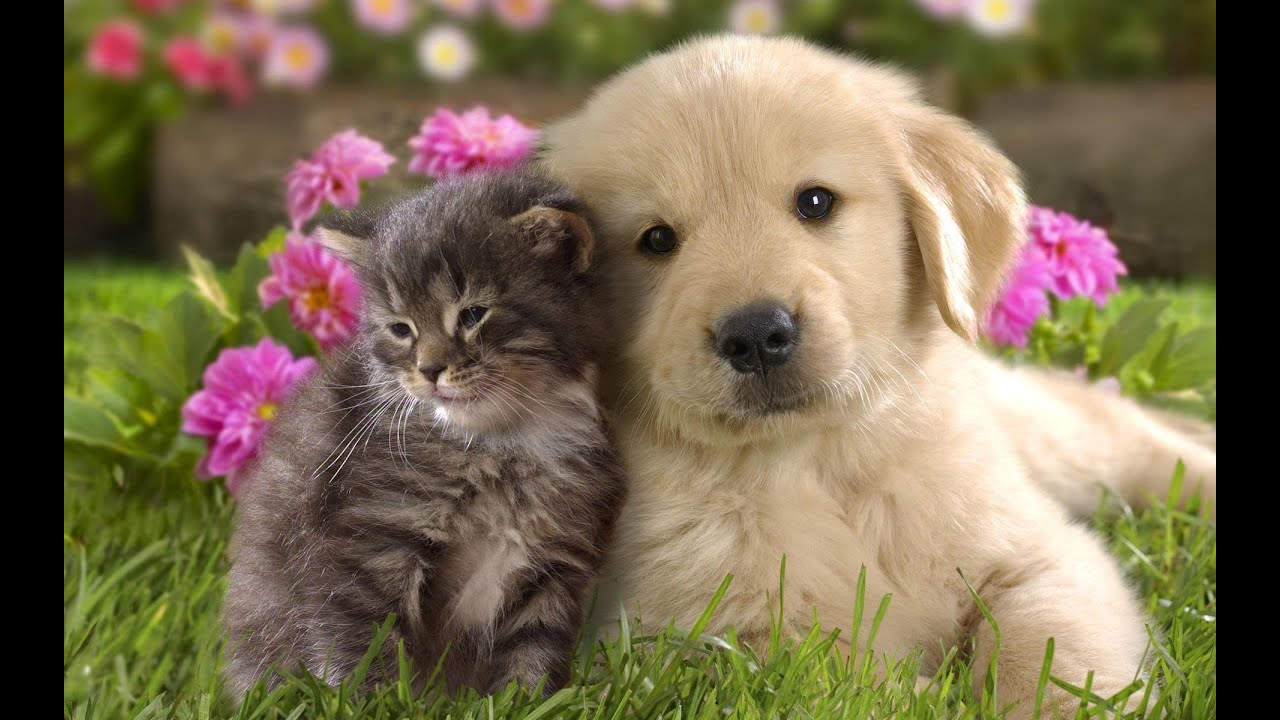 Funny cats 🐾 345 - YouTube