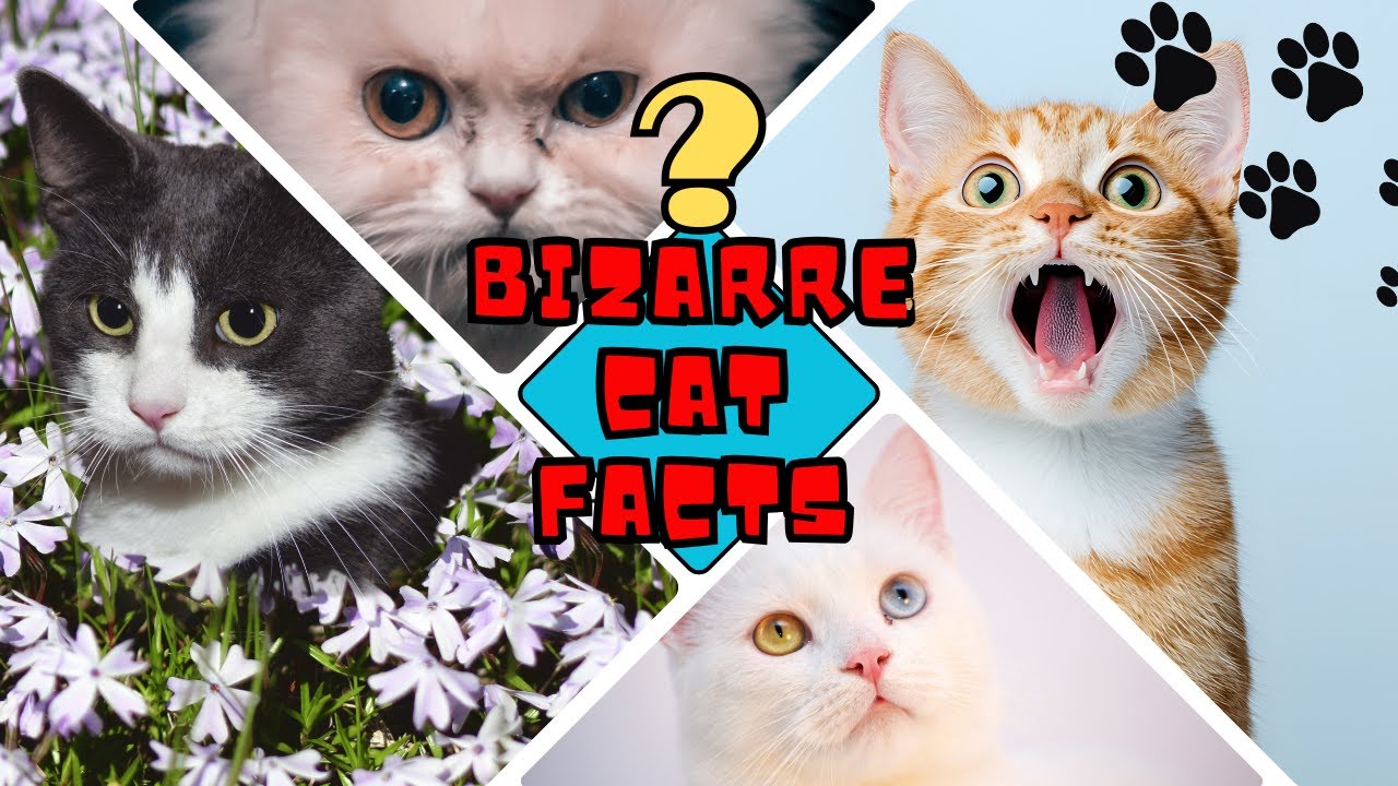 Think You Know Cats? Guess Again! #cat #facts #catfacts #top - YouTube