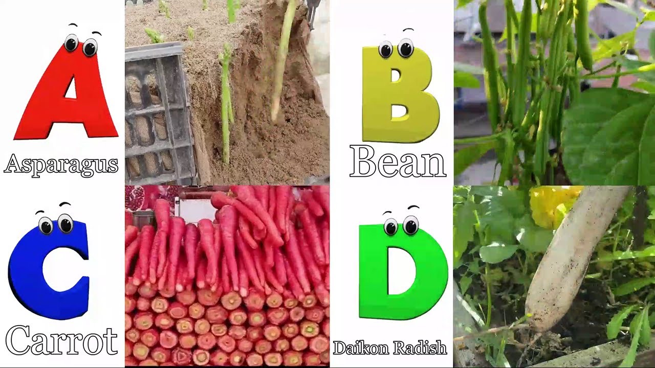 Vegetables ABC Song | Vegetables Alphabet Song | Phonics for Kids ...